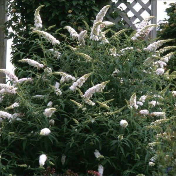 Bestel Buddleja dav. 'White profusion' voordelig bij Plantenweelde Bestel Buddleja dav. 'White profusion' voordelig bij Plantenweelde