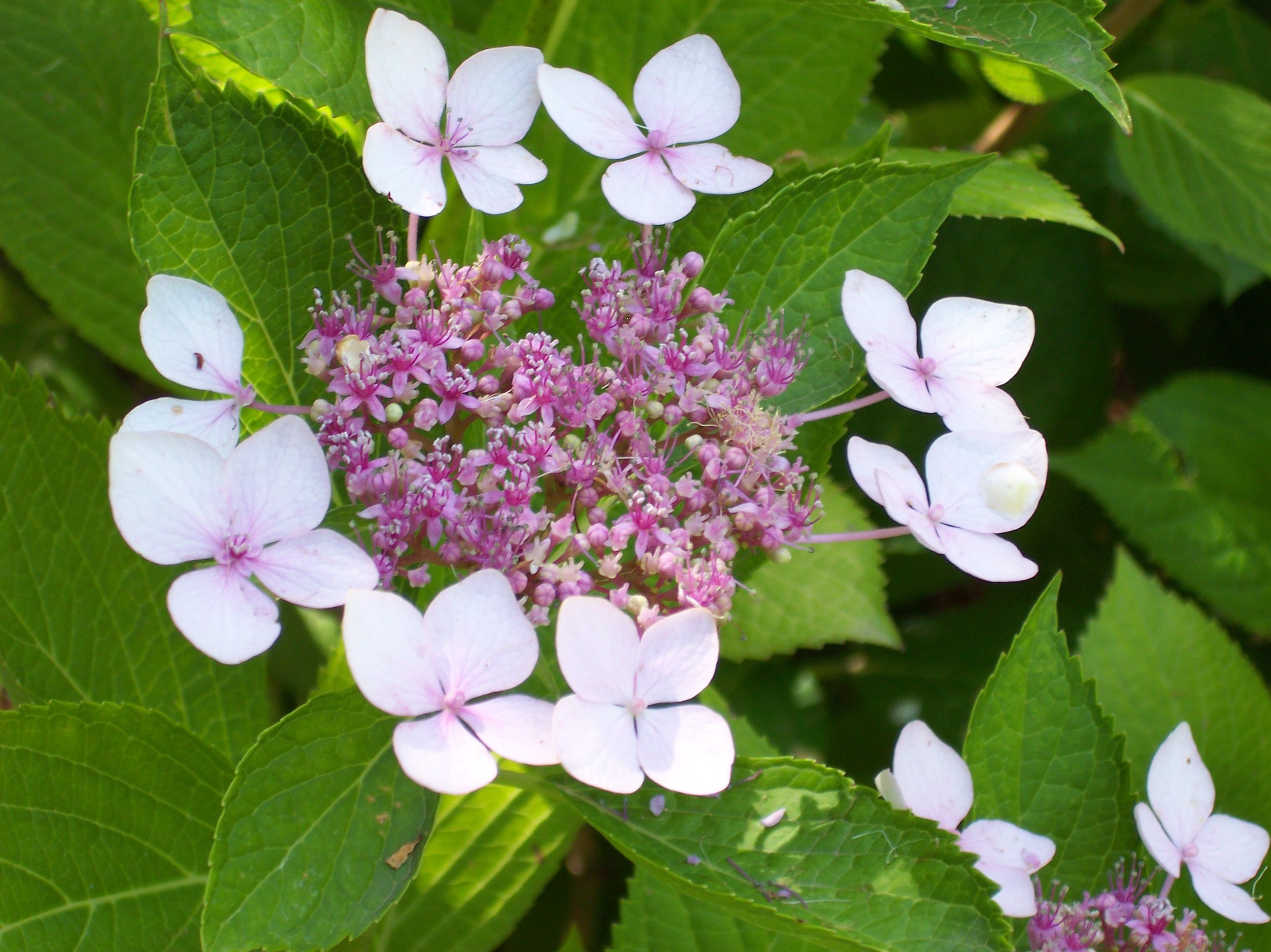 Bestel Hydrangea serrata 'Bluebird' voordelig bij Plantenweelde