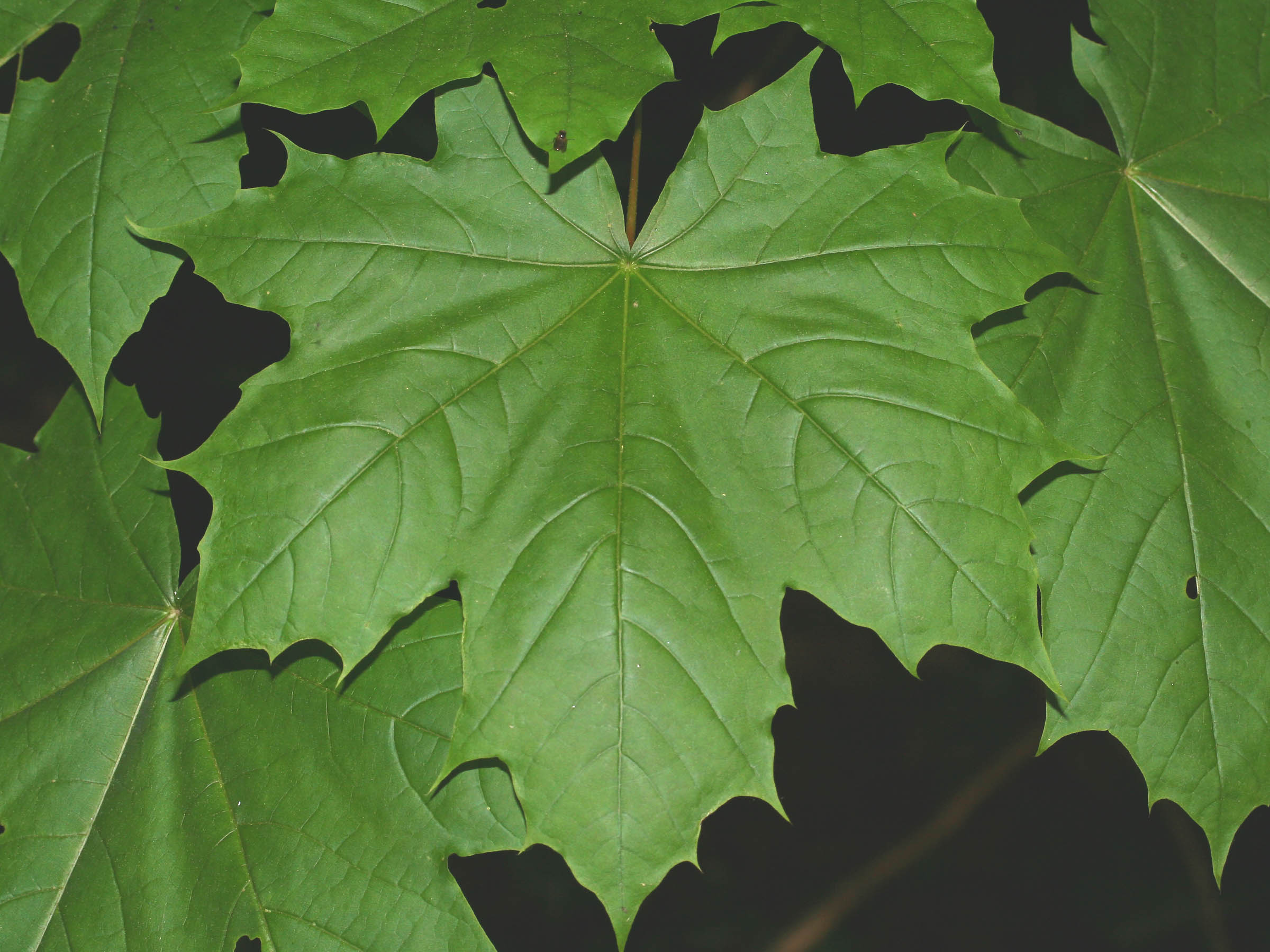 Planten Weelde | Acer platanoides – Noorse esdoorn