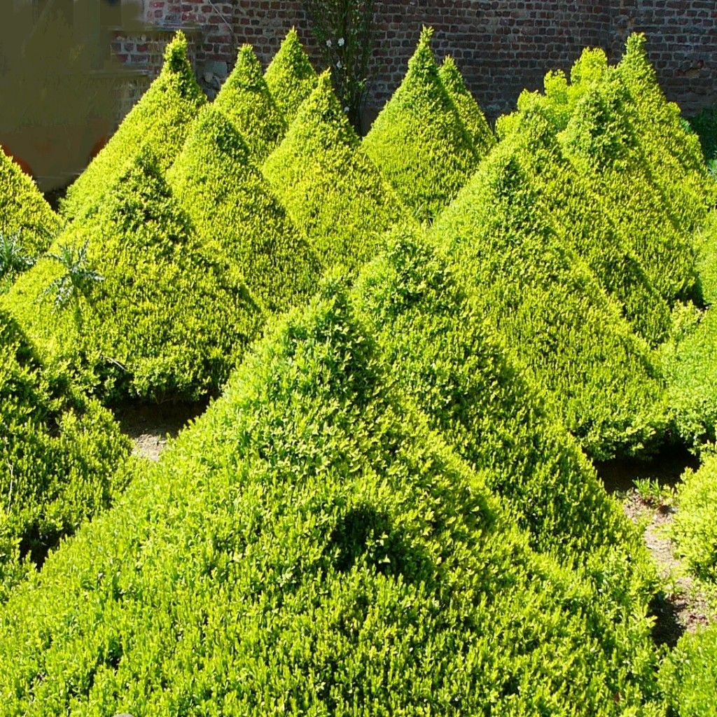 Haagplanten in pot, Zomeraanplant Archieven - Plantenweelde