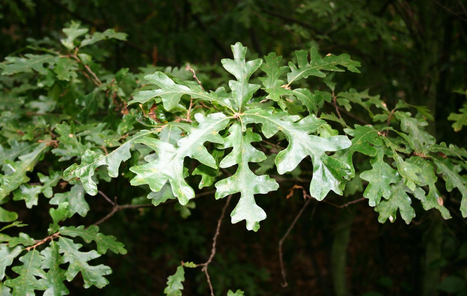 Bestel Quercus cerris – Moseik, Turkse eik voordelig bij Plantenweelde