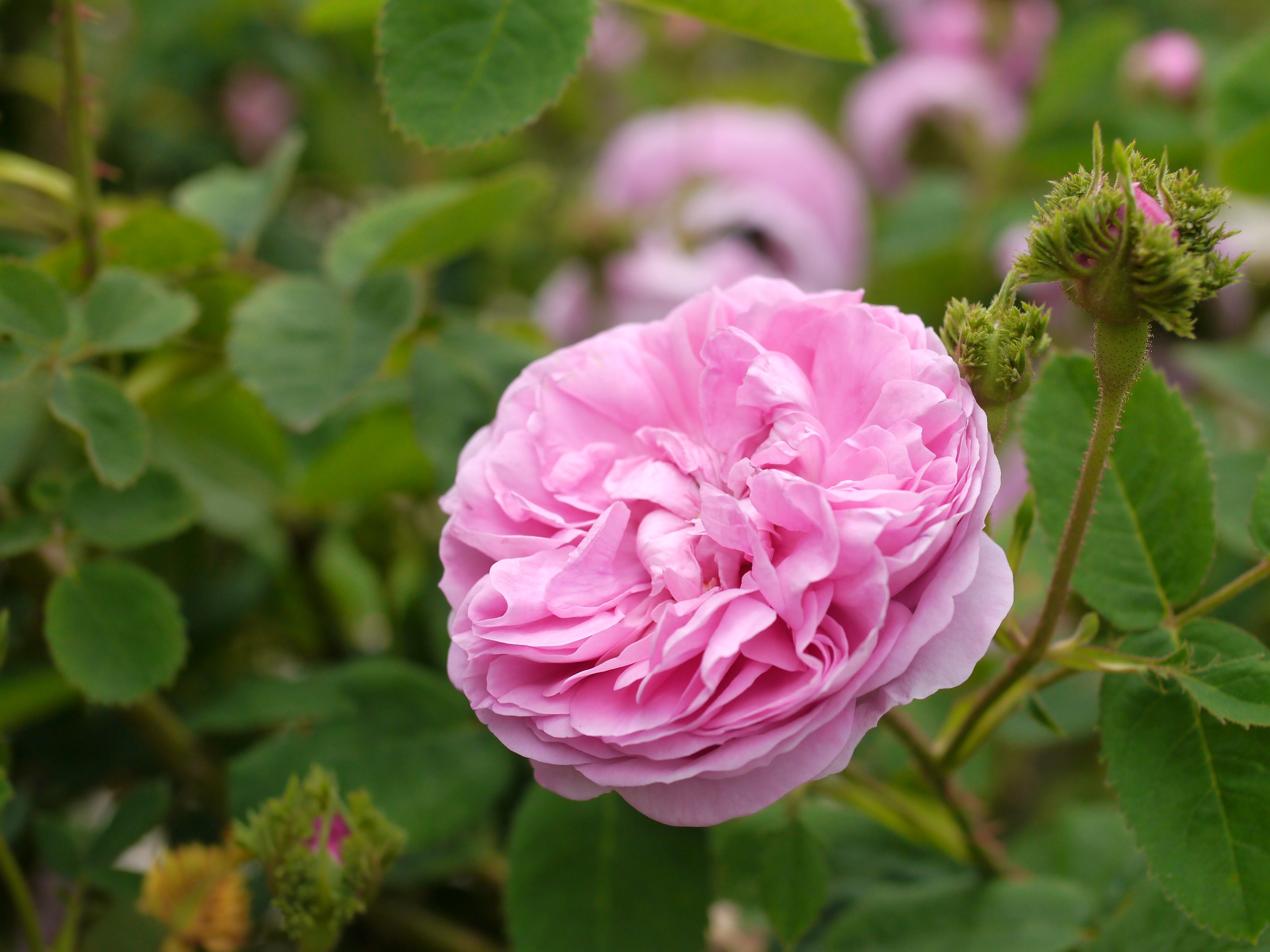 Bestel Rosa 'Chapeau' voordelig bij Plantenweelde