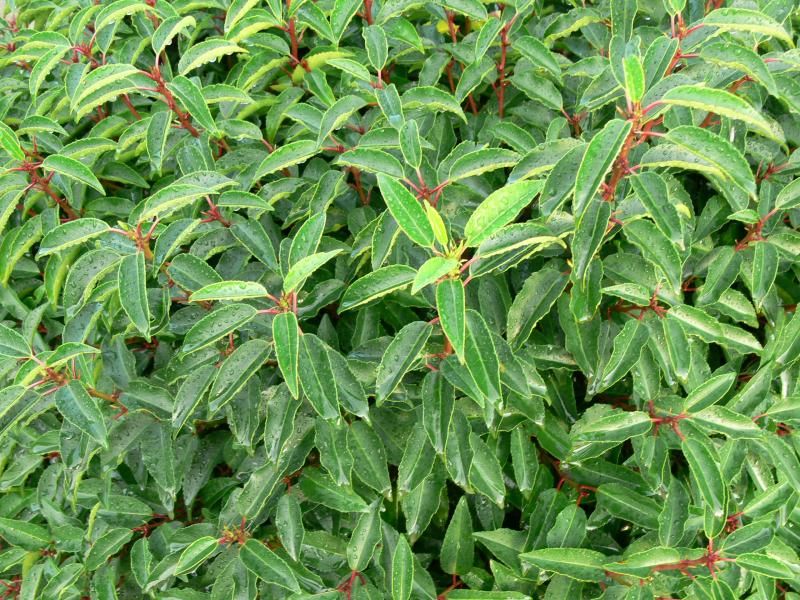 Bestel Prunus lusitanica 'Angustifolia' (Portugese laurier) in pot ...