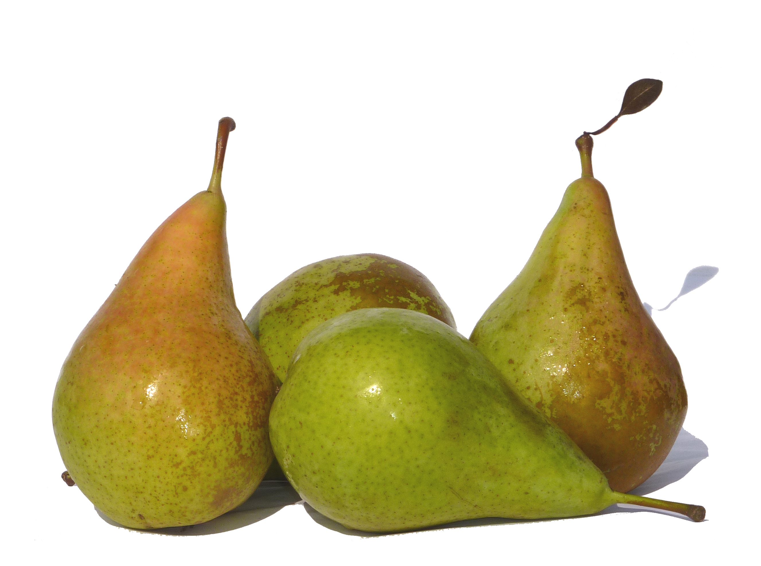 Bestel Pyrus communis 'Conference' - Peer voordelig bij Plantenweelde