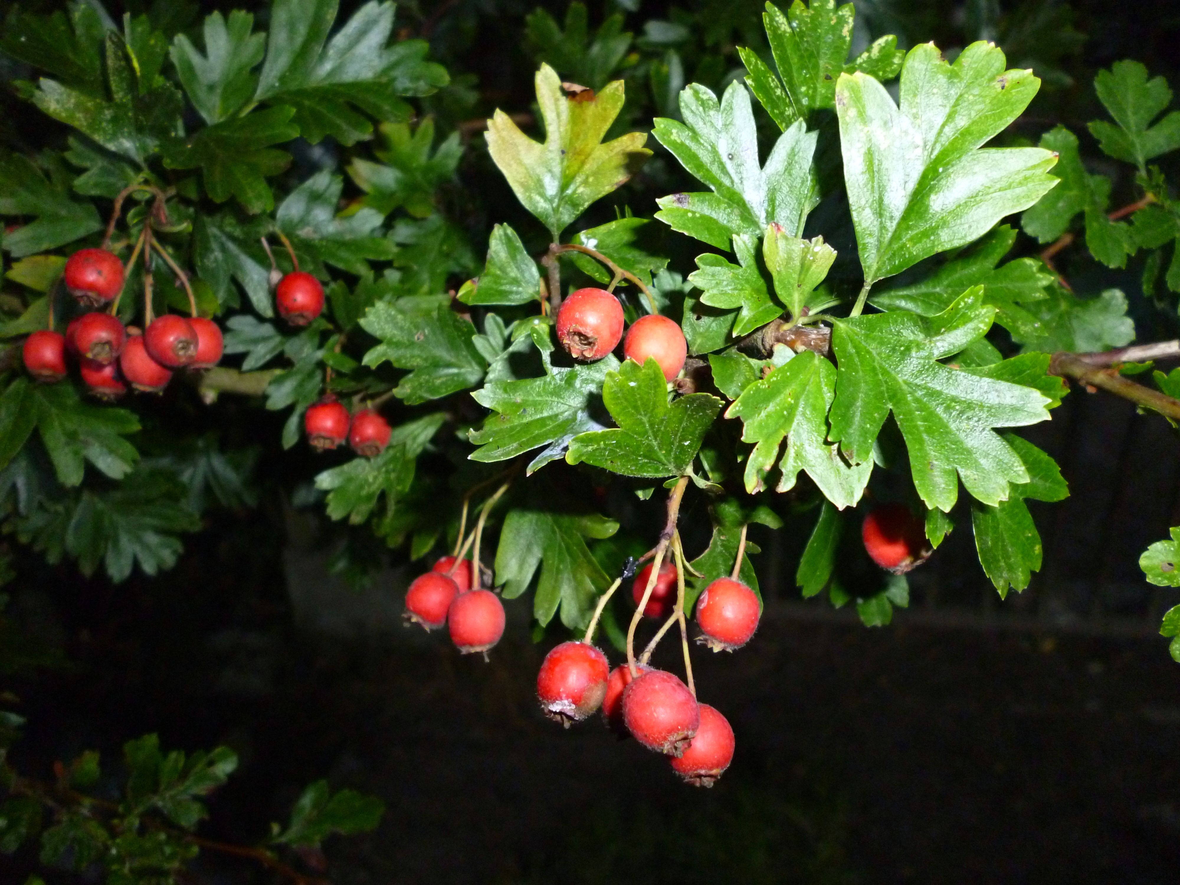 Bestel Crataegus monogyna (Meidoorn) voordelig bij Plantenweelde