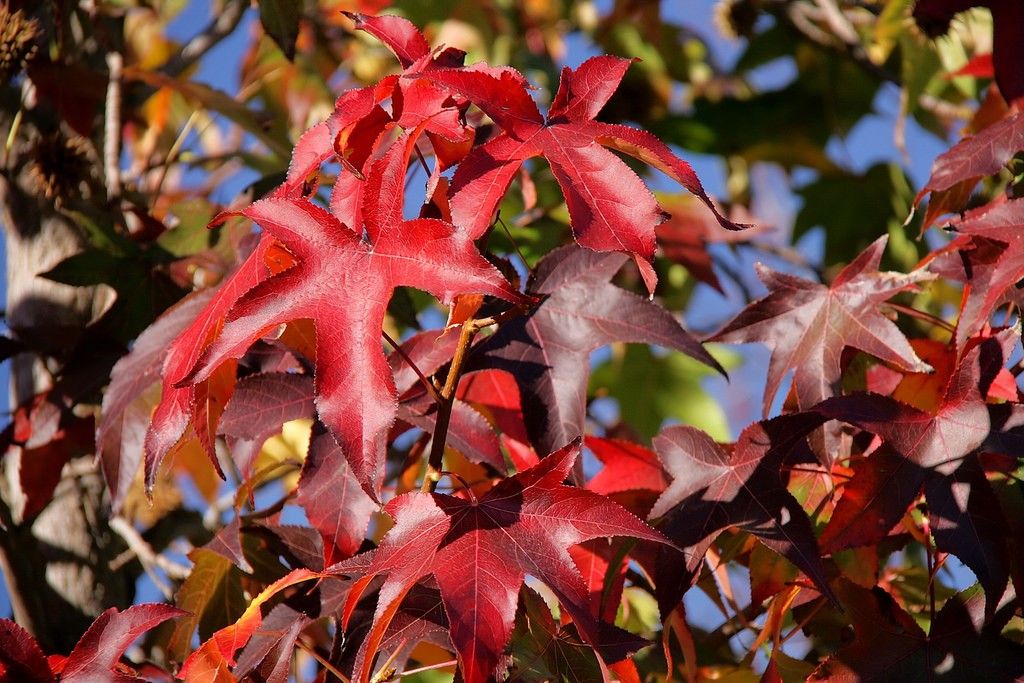 Bestel Liquidambar st. 'Gum Ball' - Bol amberboom voordelig bij ...
