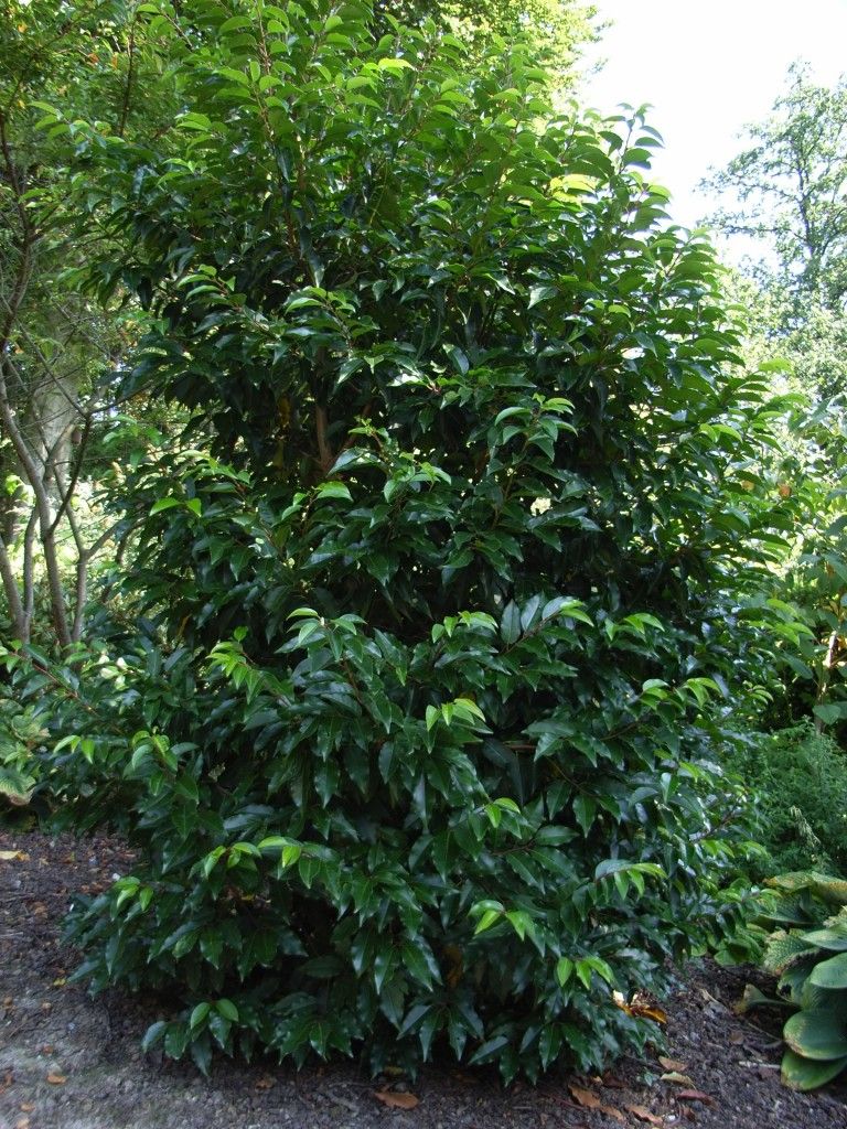 Bestel Prunus lusitanica 'Angustifolia' in pot voordelig bij Plantenweelde