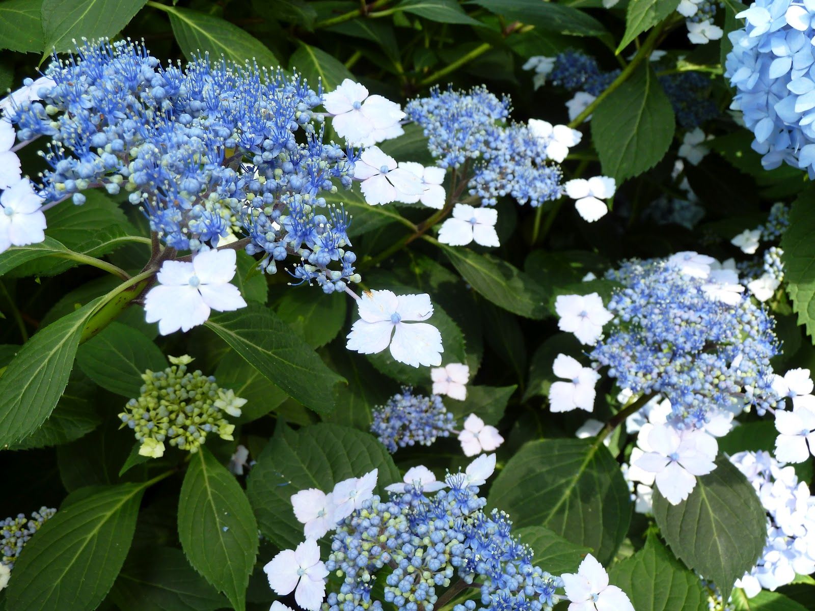 Bestel Hydrangea serrata 'Bluebird' voordelig bij Plantenweelde