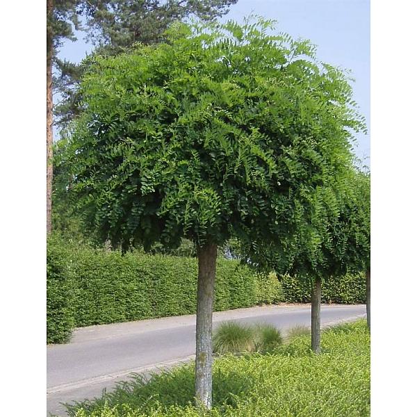 Bestel Robinia pseudoacacia ‘Umbraculifera’ – Echte Bol-Acacia ...