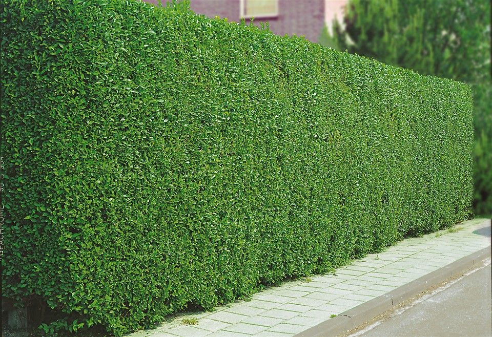 Bestel Ligustrum ovalifolium voordelig bij Plantenweelde