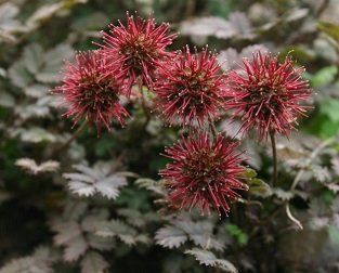 Bestel Astrantia major ‘Rosea’ voordelig bij Plantenweelde