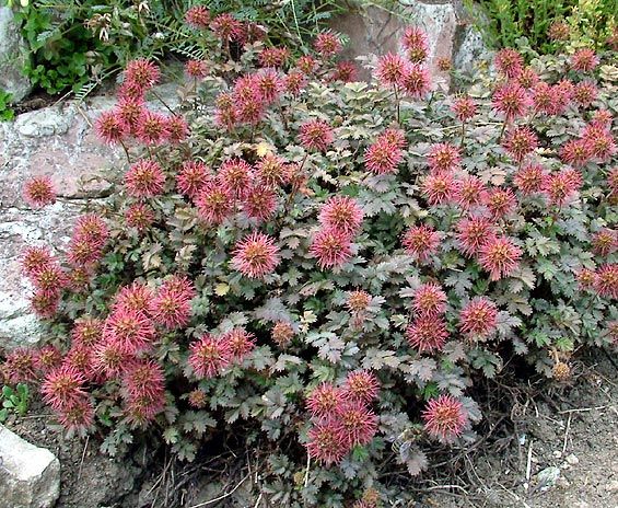 Bestel Acaena microphylla voordelig bij Plantenweelde