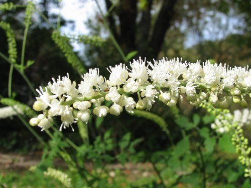 Bestel Actaea simplex ‘White Pearl' voordelig bij Plantenweelde