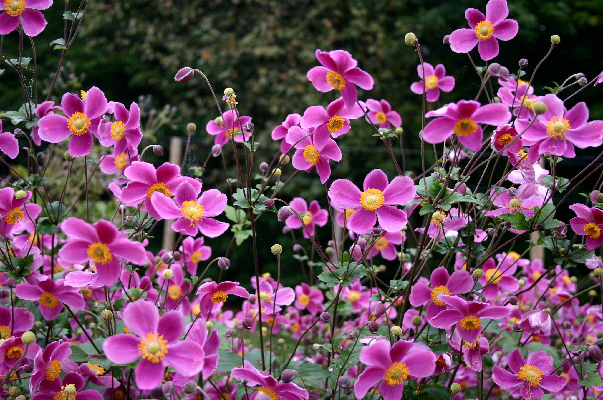 Bestel Anemone hupehensis 'Splendens' voordelig bij Plantenweelde