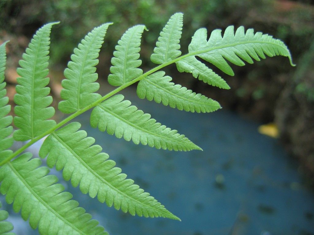 Bestel Athyrium filix-femina voordelig bij Plantenweelde