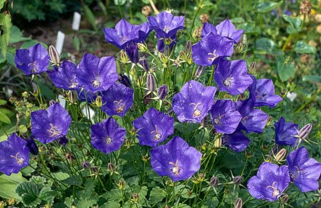 Bestel Campanula carpatica ‘Blue Clips’ voordelig bij Plantenweelde