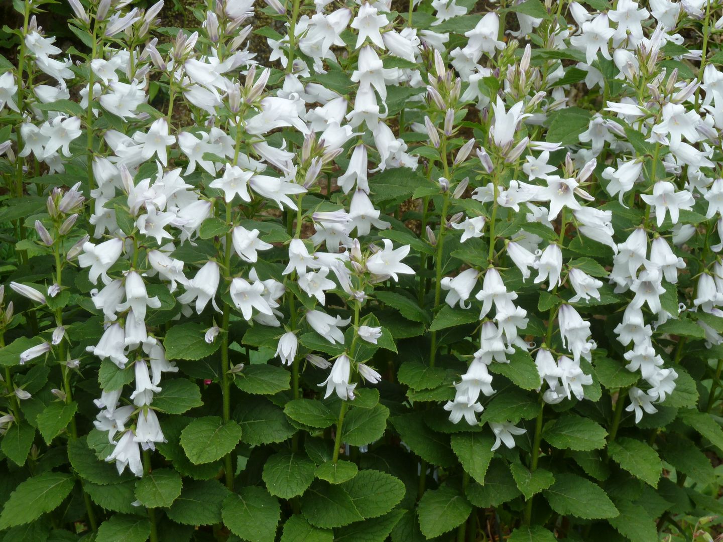 Bestel Campanula lactiflora 'Alba' voordelig bij Plantenweelde