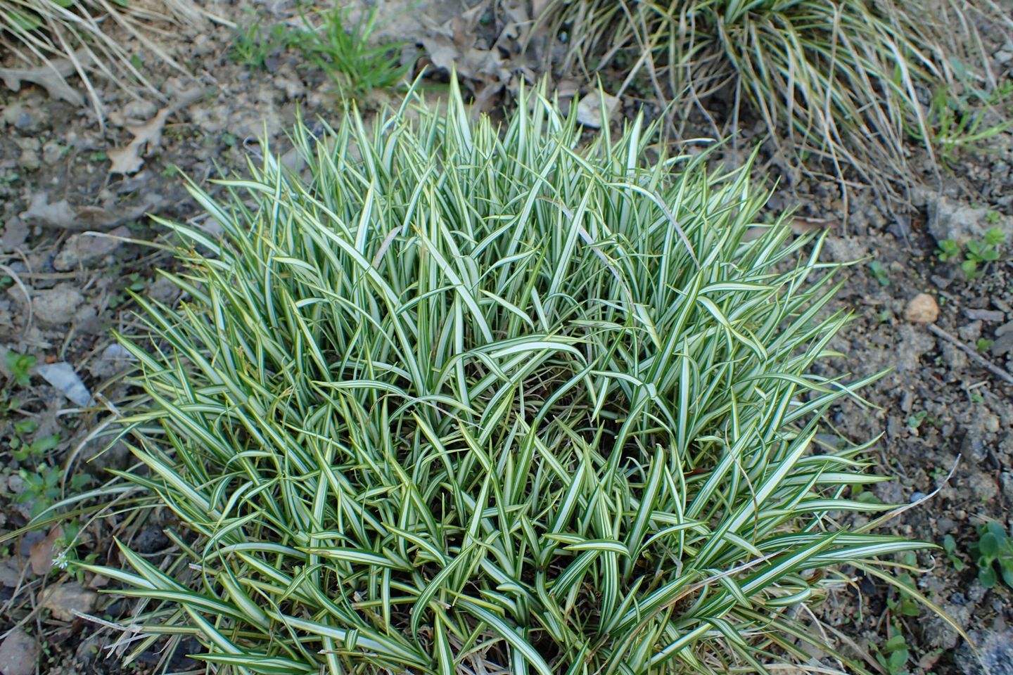 Bestel Carex ‘Variegata’ voordelig bij Plantenweelde
