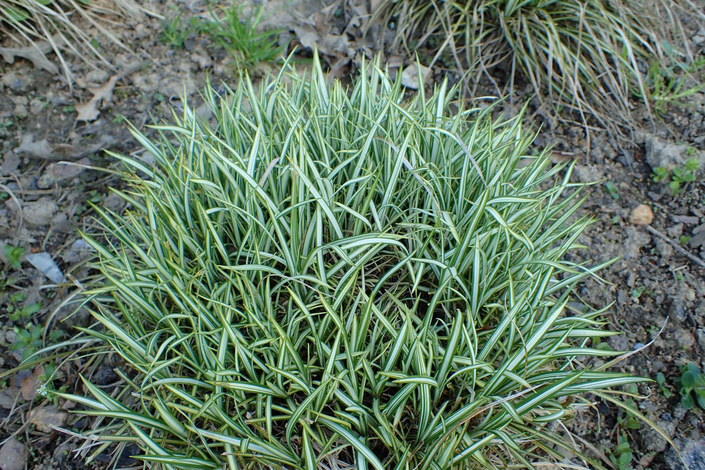 Bestel Carex ‘Variegata’ voordelig bij Plantenweelde