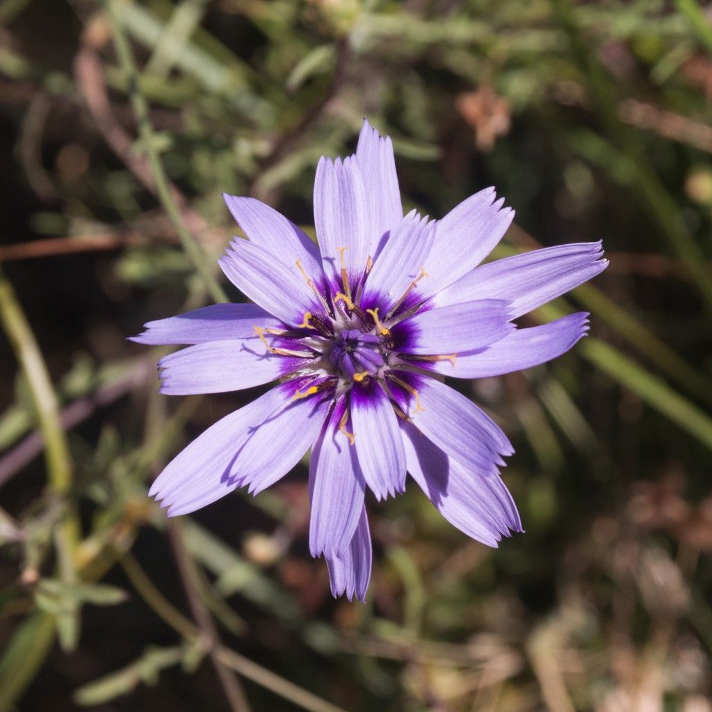 Bestel Catananche caerulea voordelig bij Plantenweelde