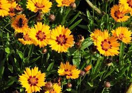 Bestel Coreopsis lanceolata ‘Baby Gold’ voordelig bij Plantenweelde