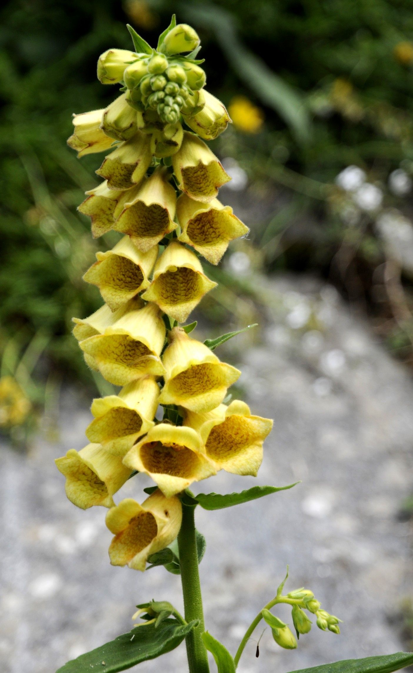 Bestel Digitalis lutea voordelig bij Plantenweelde