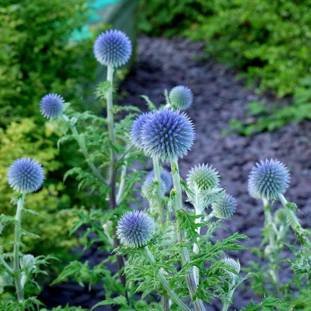 Bestel Echinops ritro ‘Veitch’s Blue’ voordelig bij Plantenweelde