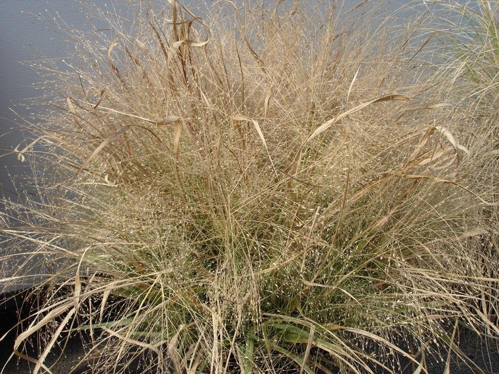 Bestel Eragrostis spectabilis voordelig bij Plantenweelde