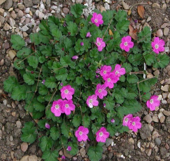 Bestel Erodium reichardii 'Roseum' voordelig bij Plantenweelde