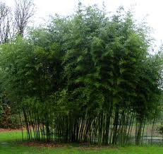Bestel Phyllostachys atrovaginata ‘Green Perfume’ voordelig bij ...