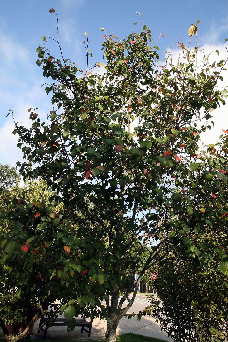 Bestel Amelanchier arborea 'Robin Hill' voordelig bij Plantenweelde