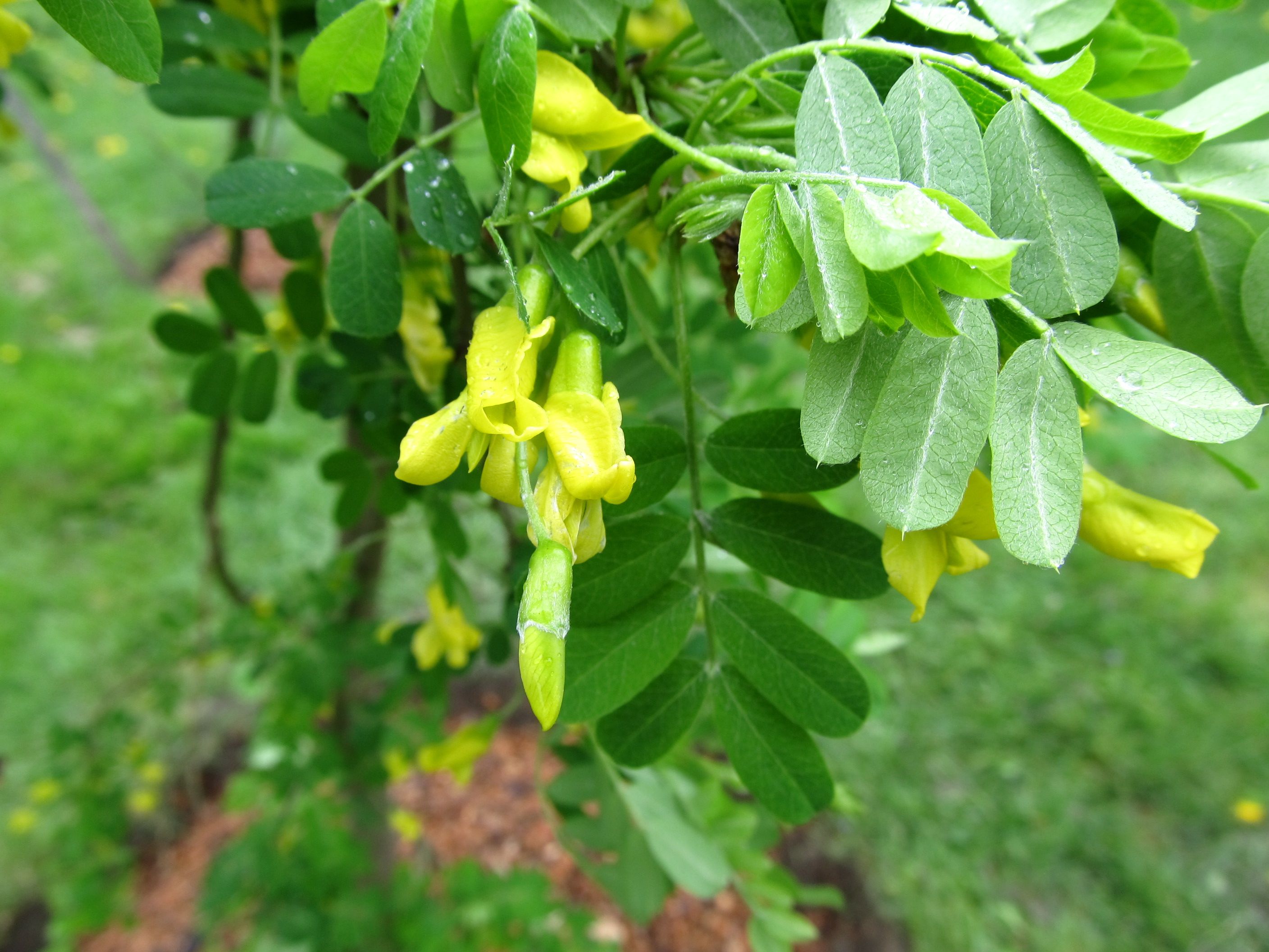 Bestel Caragana arborescens 'Pendula' voordelig bij Plantenweelde