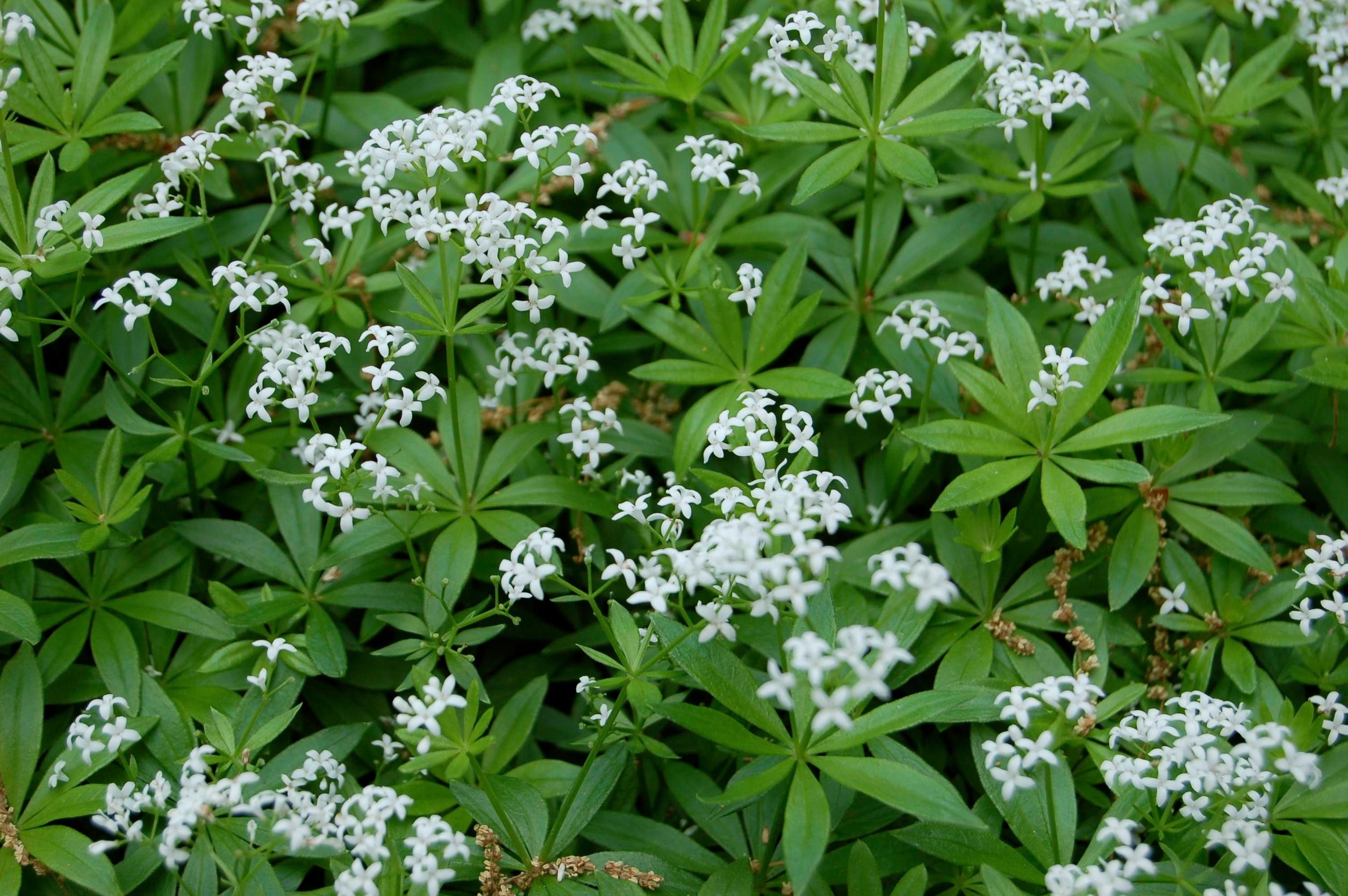 Bestel Galium odoratum voordelig bij Plantenweelde