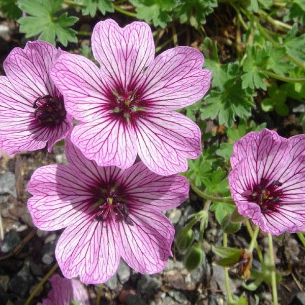 Bestel Geranium cinereum 'Ballerina' voordelig bij Plantenweelde