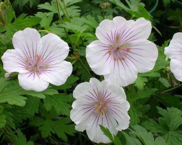 Bestel Geranium himalayense ‘Derrick Cook’ voordelig bij Plantenweelde