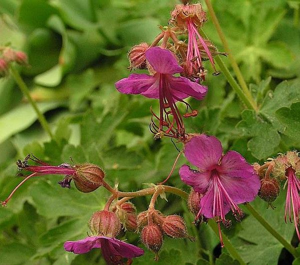 Bestel Geranium macrorrhizum 'Ingwersen´s Variety' voordelig bij ...