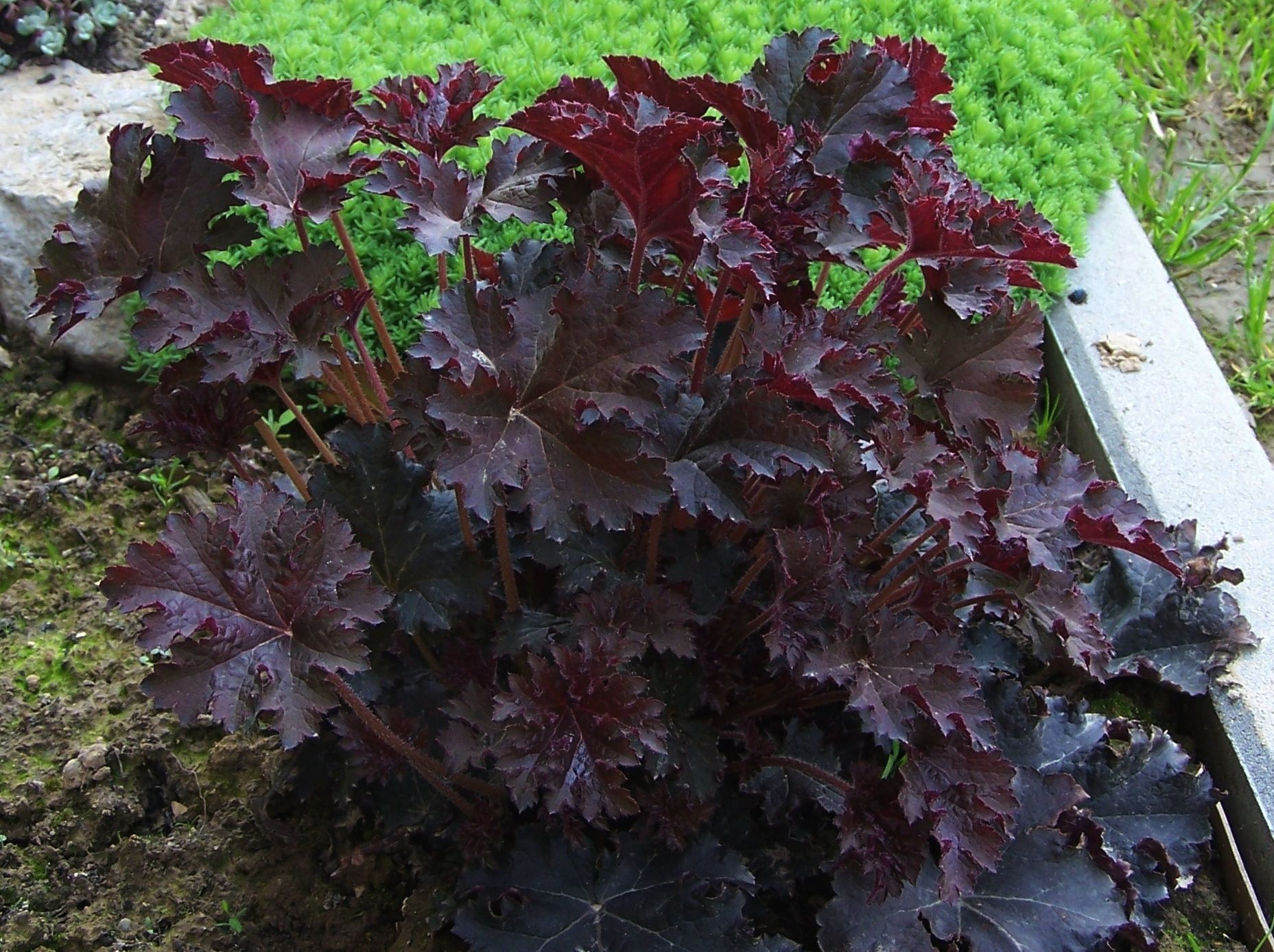 Bestel Heuchera micrantha 'Palace Purple' voordelig bij Plantenweelde