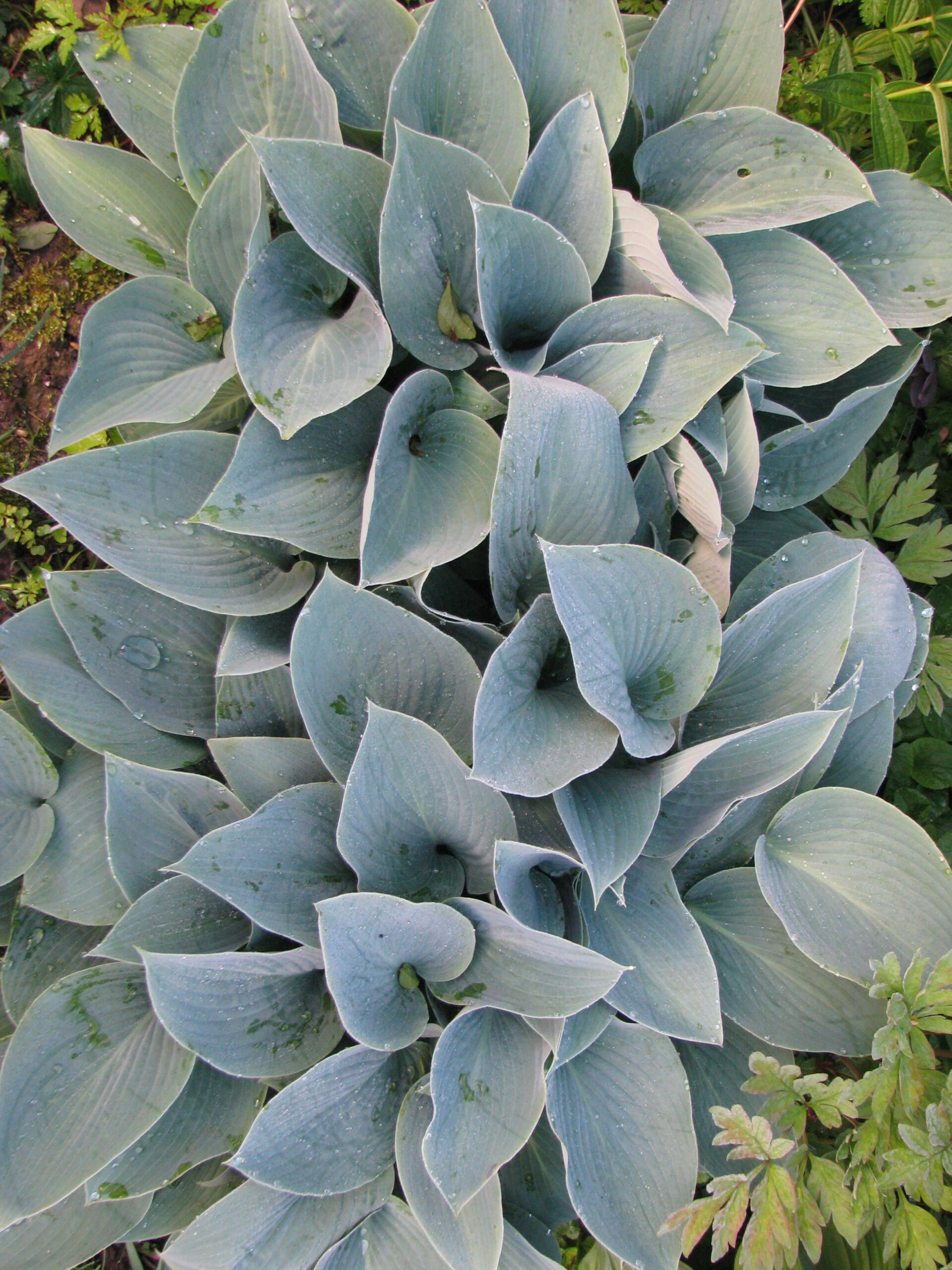 Bestel Hosta 'Halcyon' voordelig bij Plantenweelde