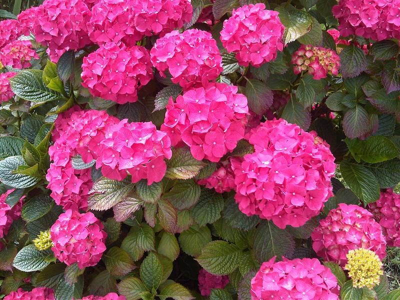 Bestel Hydrangea m. 'Bouquet Rose' voordelig bij Plantenweelde