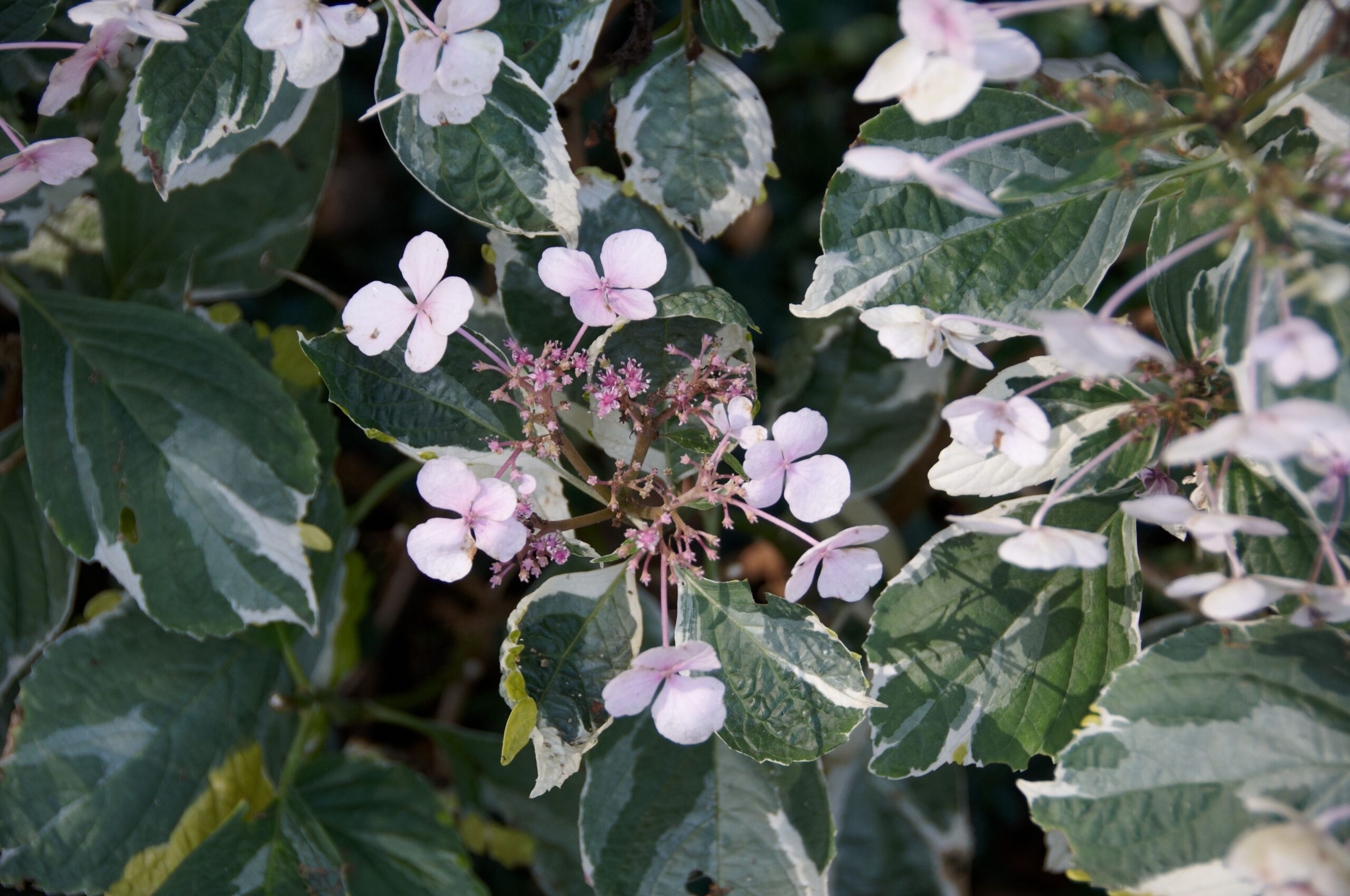 Bestel Hydrangea macr. 'White Wave' voordelig bij Plantenweelde