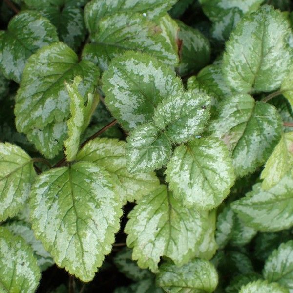 Bestel Lamiastrum ‘Florentinum’ voordelig bij Plantenweelde