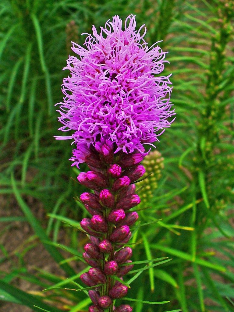 Bestel Liatris spicata voordelig bij Plantenweelde