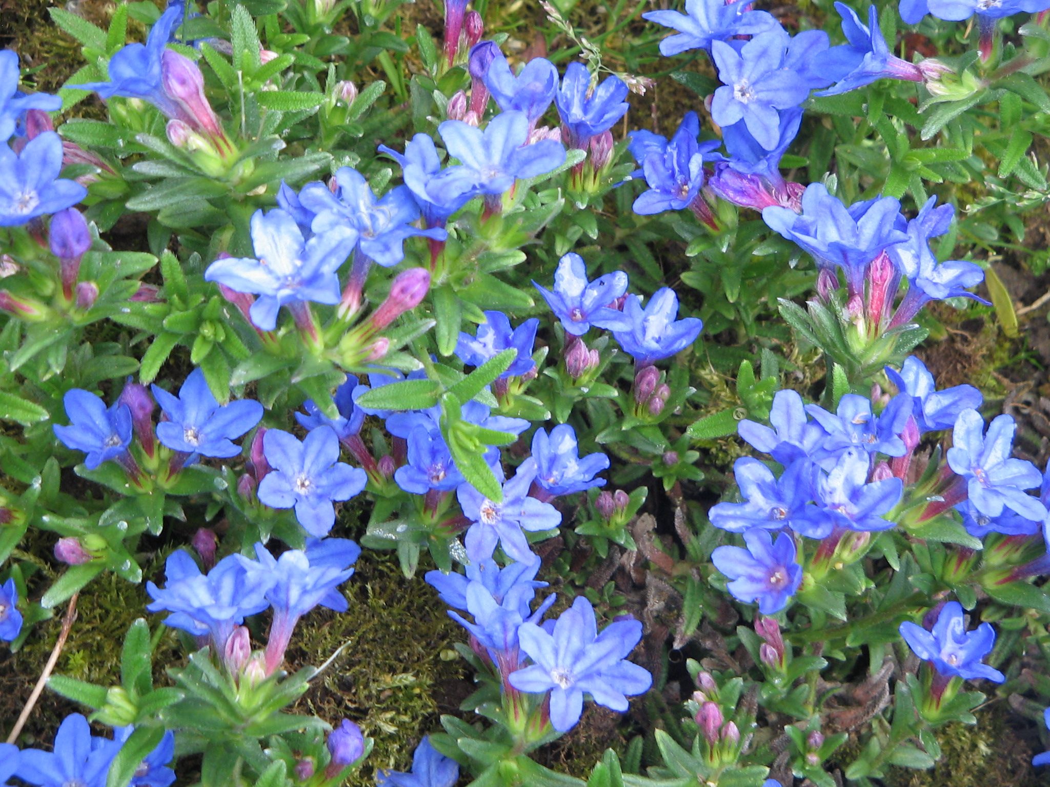 Bestel Lithodora diffusa 'Heavenly Blue' voordelig bij Plantenweelde
