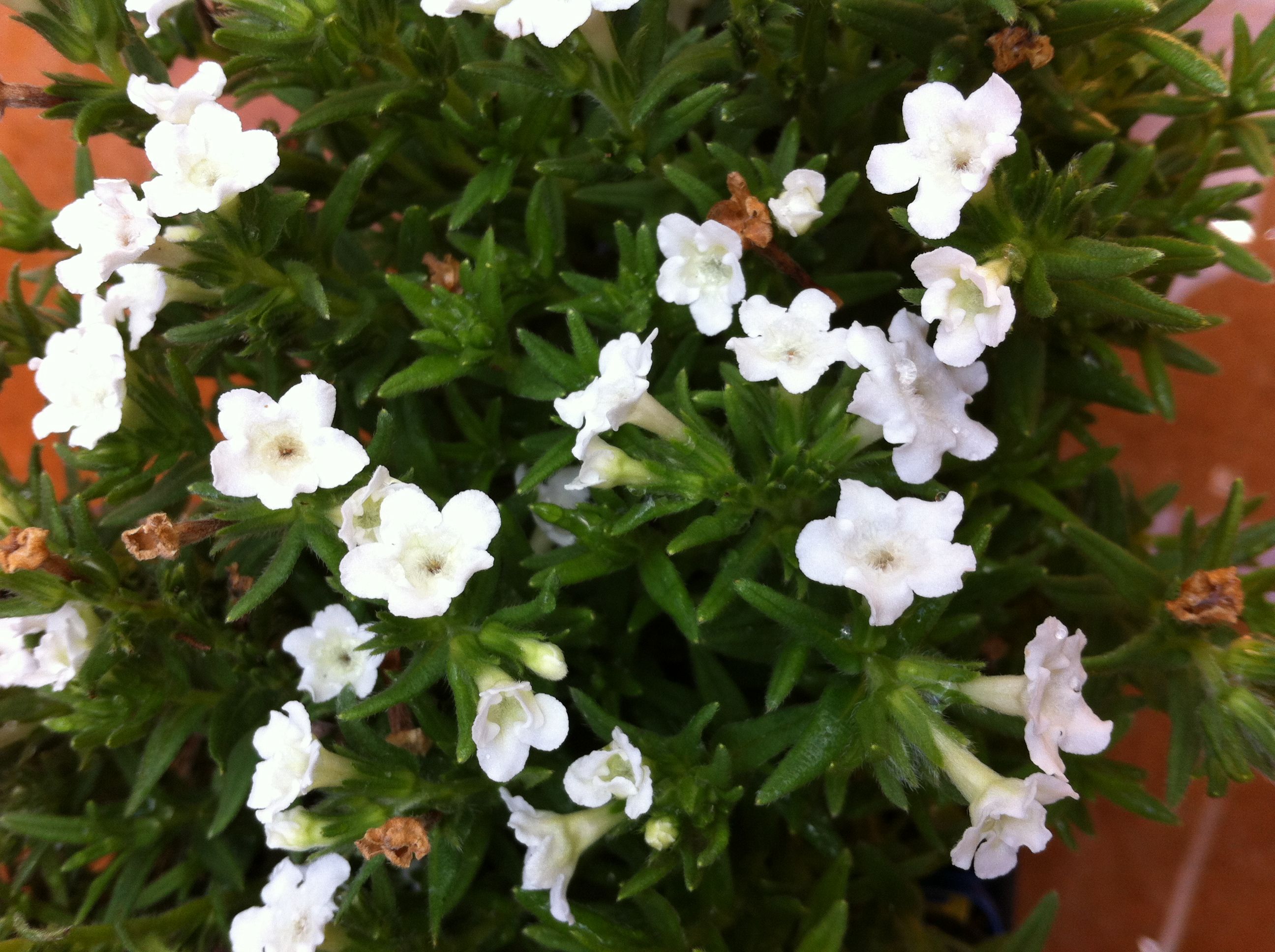 Bestel Lithodora diffusa 'Alba' voordelig bij Plantenweelde