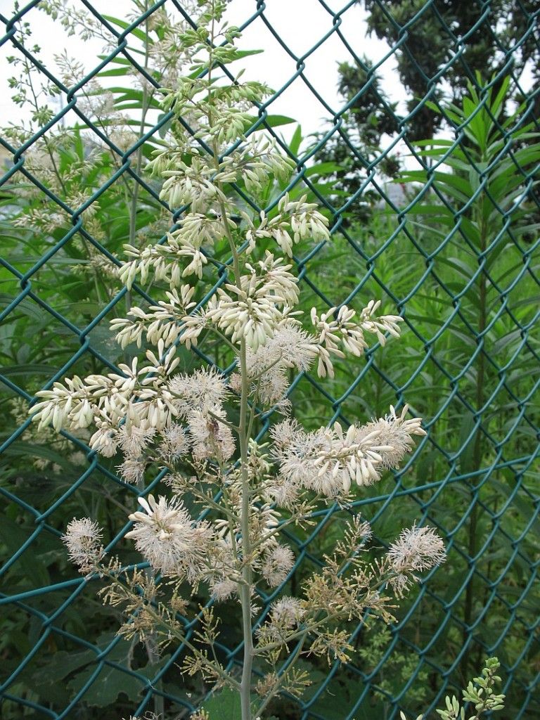 Bestel Macleaya cordata voordelig bij Plantenweelde