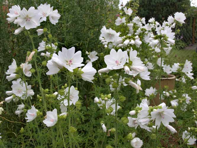 Bestel Malva moschata ‘Alba’ voordelig bij Plantenweelde