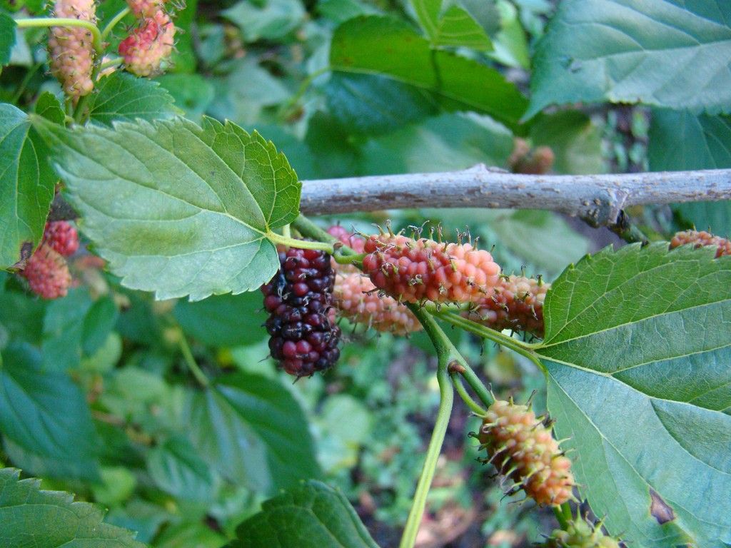Bestel Morus nigra (Moerbei, struik) voordelig bij Plantenweelde