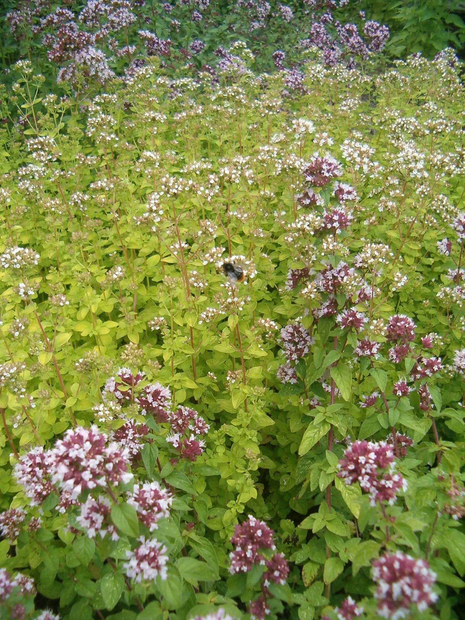 Bestel Origanum vulgare ‘Aureum’ voordelig bij Plantenweelde