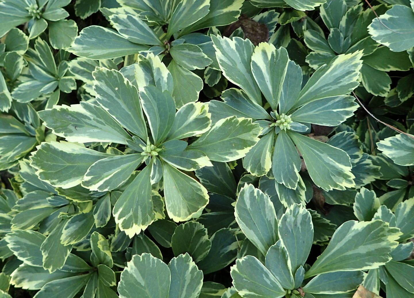 Bestel Pachysandra terminalis ‘Variegata’ voordelig bij Plantenweelde