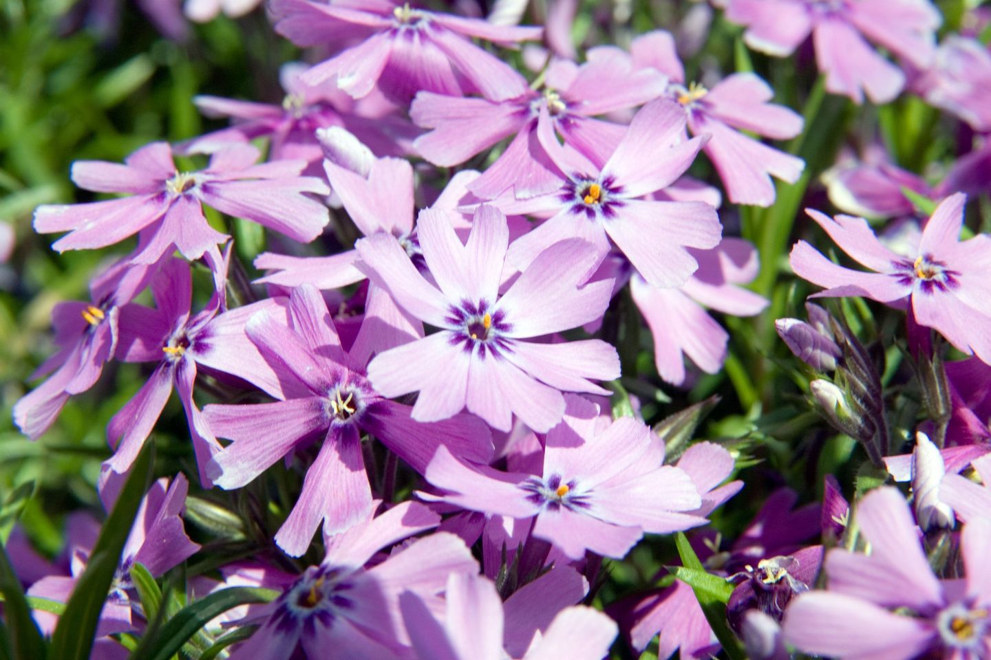 Bestel Phlox subulata 'Purple Beauty' voordelig bij Plantenweelde